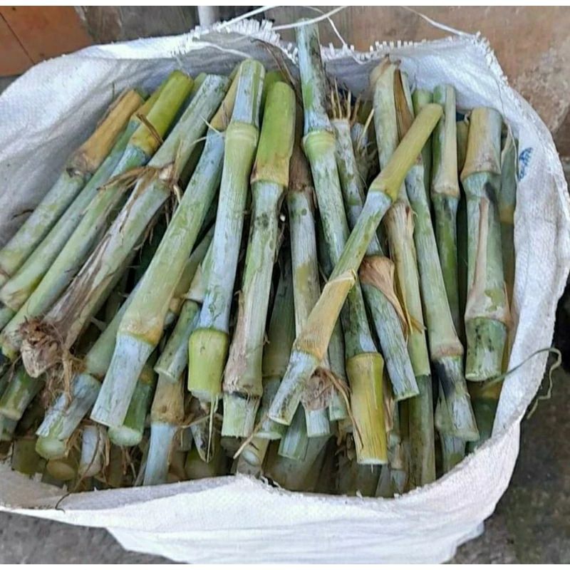 Jual Rumput pakcong Pakan Ternak Nutrisi Tinggi 1kg | Shopee Indonesia