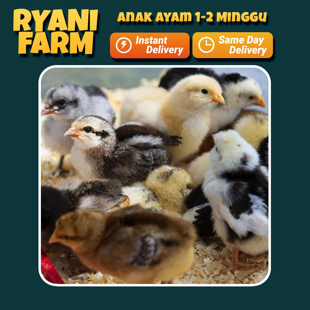 Jual Ryani Farm Ayam Kampung - Anak Ayam Kampung Usia 1 s/d 2 Minggu ...