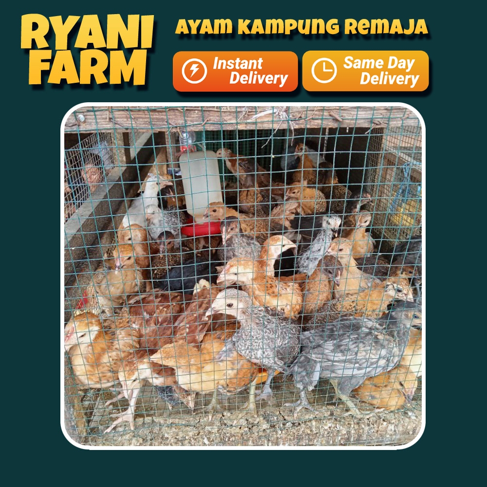 Jual Ryani Farm Ayam Kampung - Anak Ayam Kampung Remaja | Shopee Indonesia