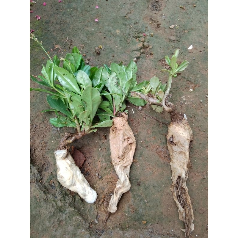 Jual BIBIT GINSENG JAWA SIAP TANAM / BIBIT TANAMAN GINSENG / GINSENG ...