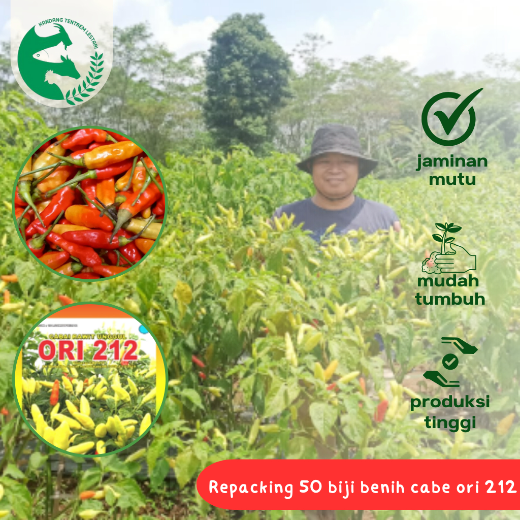 Jual 50 Seed Benih Cabe Rawit ORI 212 Repacking Unggul | Shopee Indonesia