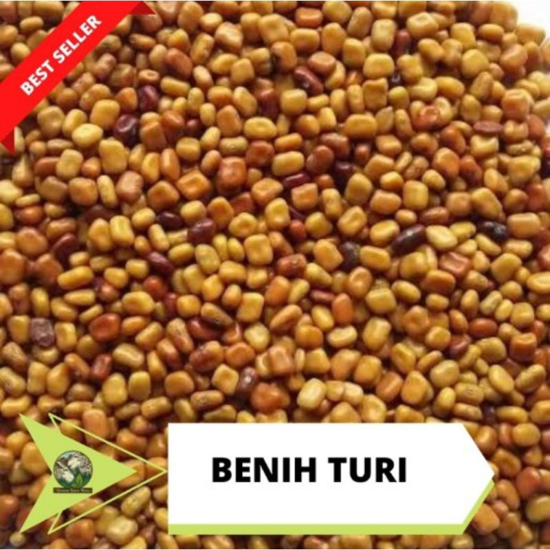 Jual biji turi 1 kg / benih turi / biji bunga turi premium / biji bunga ...