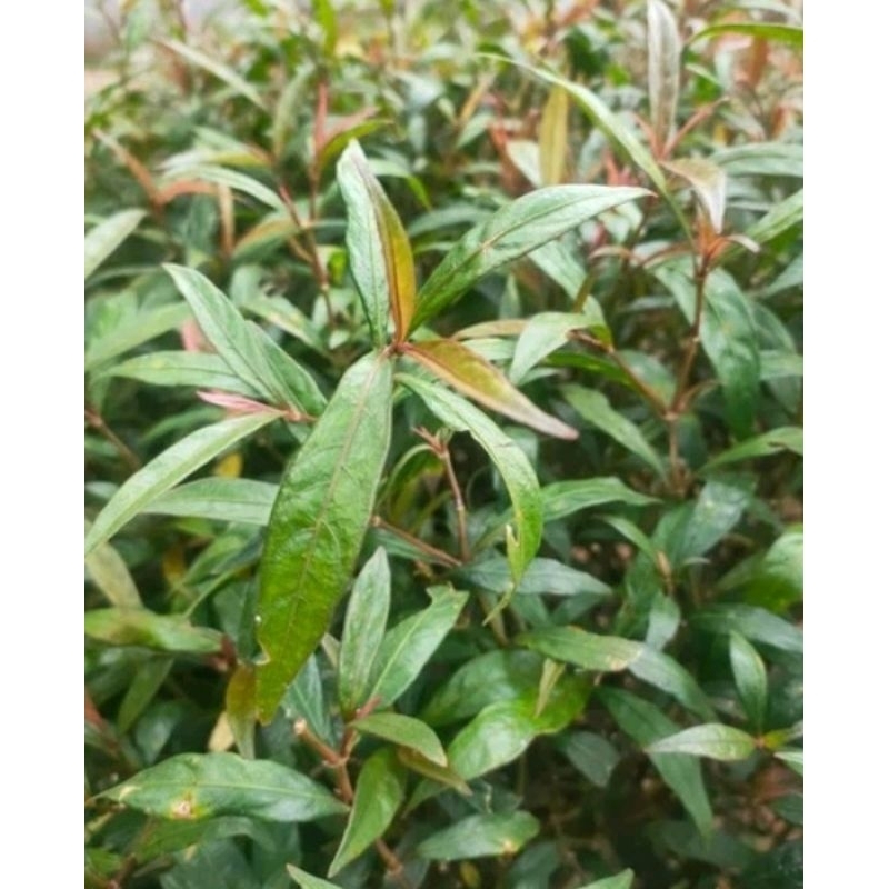 Jual DAUN PRASMAN GANDARUSA / DAUN GENJIK SEGAR 100 GRAM | Shopee Indonesia