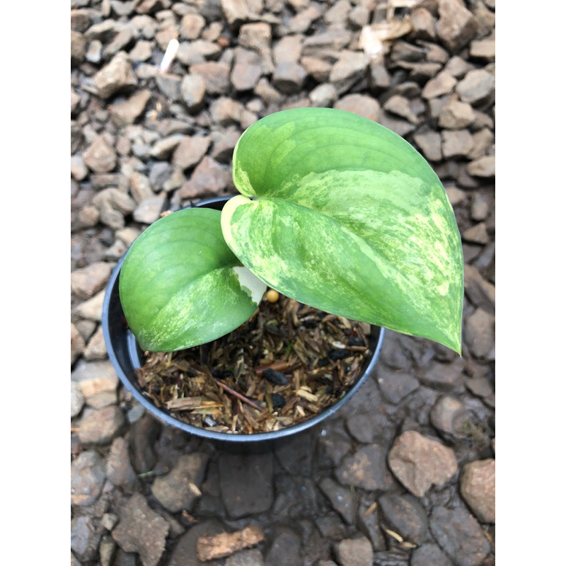Jual scindapsus jade satin varigata yellow rare plant | Shopee Indonesia