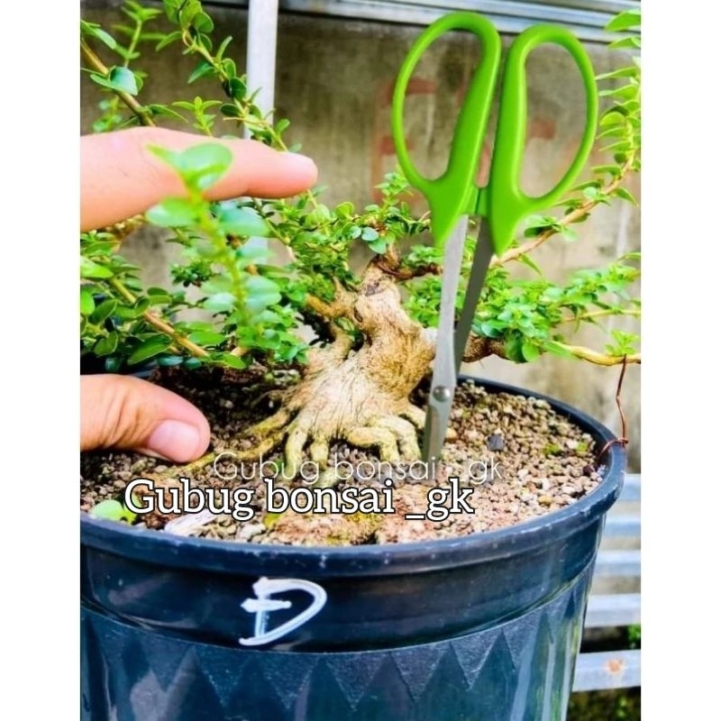 Jual Gunting pruning ranting daun bunga buah bonsai | Shopee Indonesia