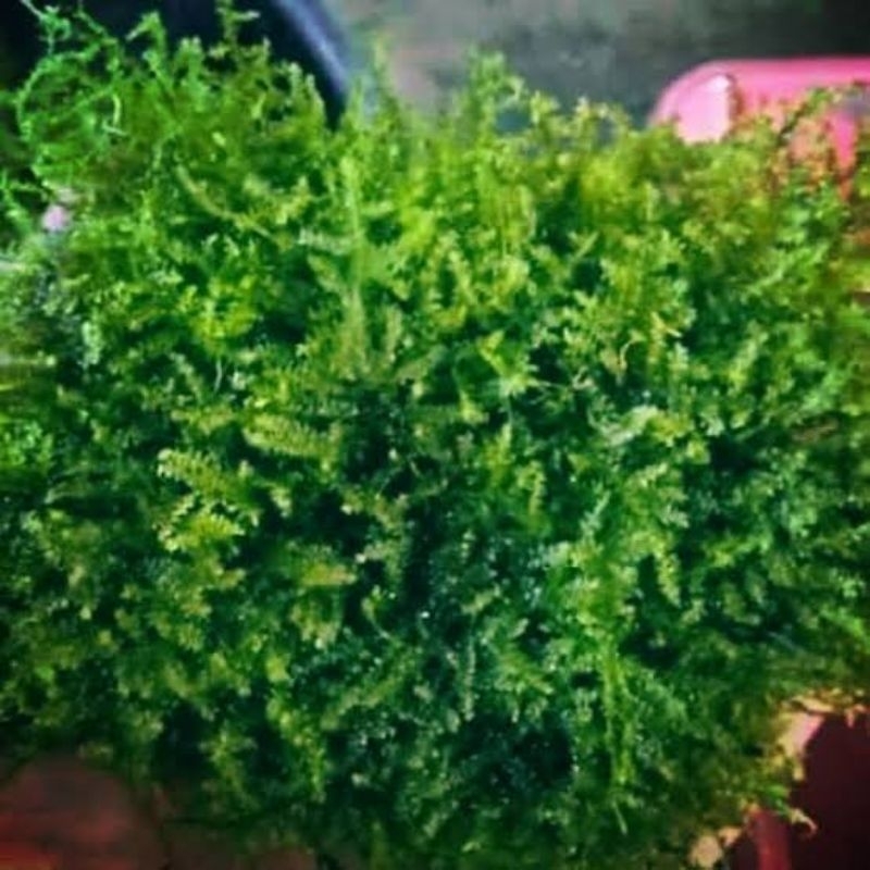 Jual Tanaman Air Aquascape Java Moss sudah full air | Shopee Indonesia
