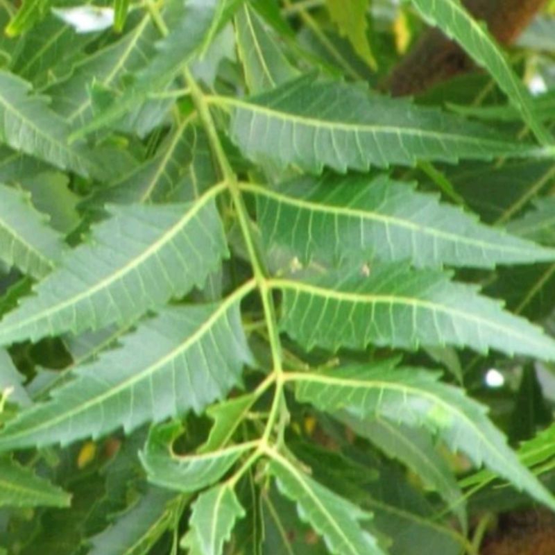 Jual daun Mindi /Mimba segar murah aja 1 iket besar | Shopee Indonesia