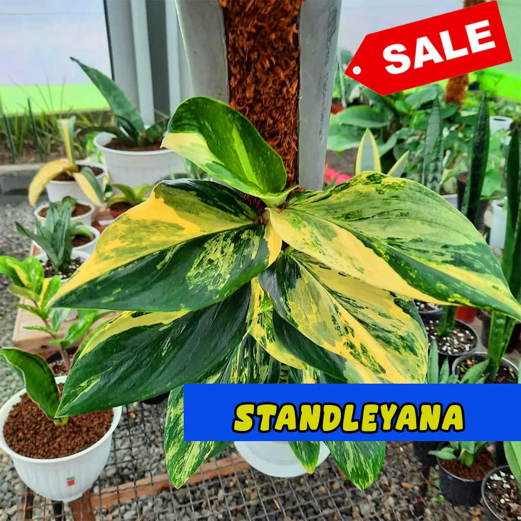 Jual Monstera standleyana varigata kuning | Shopee Indonesia