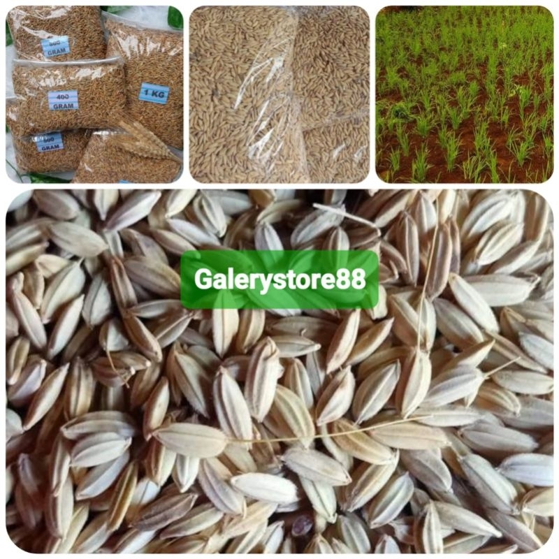 Jual Gabah padi Gogo gabah huma darat super 500 gram-az | Shopee Indonesia