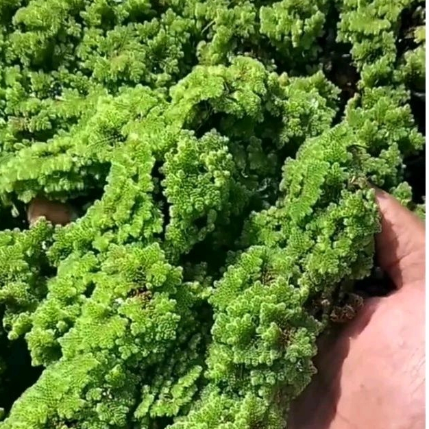Jual Bibit Azolla Microphylla Super 1 Kg Pakan Ternak Bebek Ayam ...