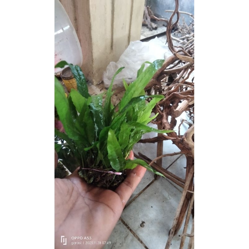 Jual kadaka/java fern mini full air tanaman aquascape 60 daun up ...
