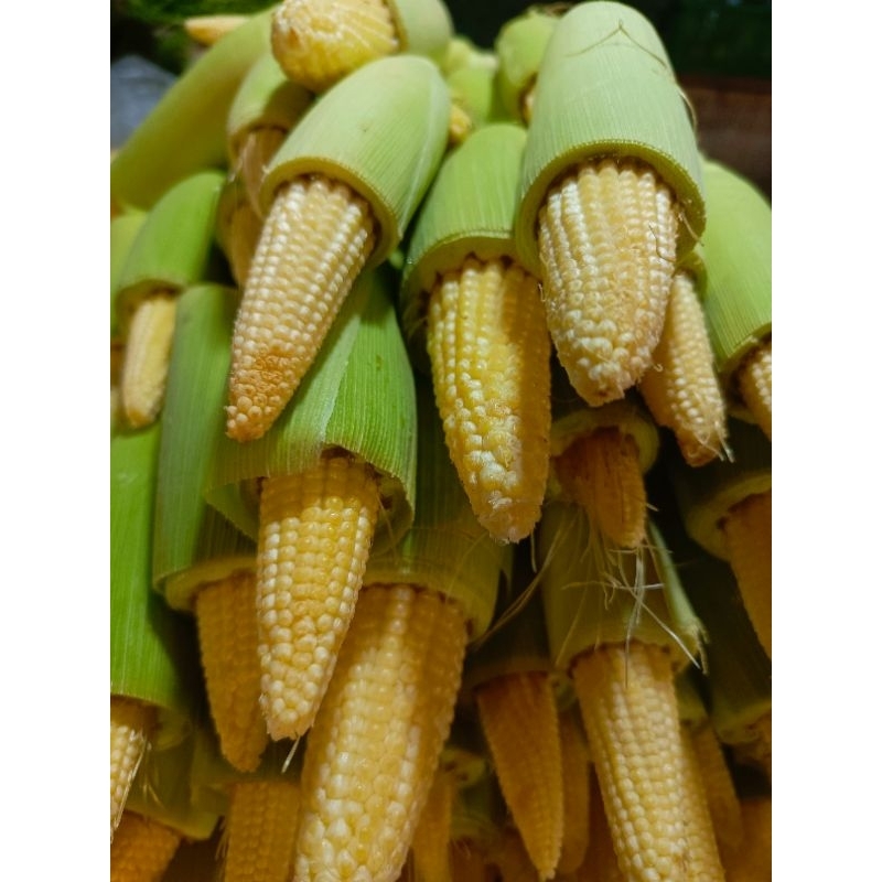 Jual sayur putren / jagung acar 1 kg | Shopee Indonesia