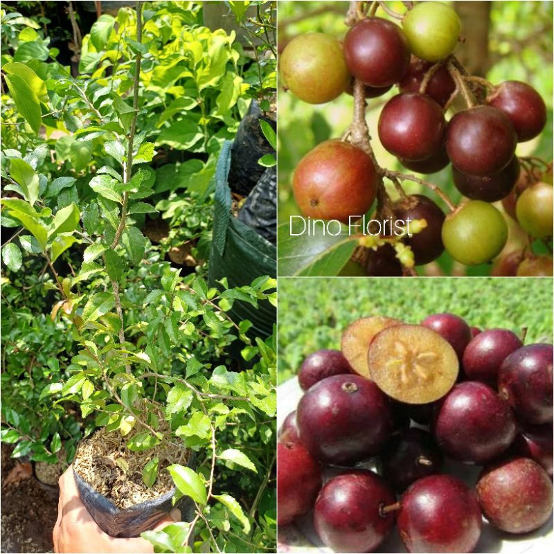 Jual Bibit Tanaman Buah Rukam / Rukem | Shopee Indonesia