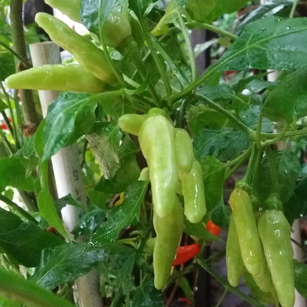 Jual Capsicum frutescens / cabai cabe lombok rawit / bibit tanaman hias ...