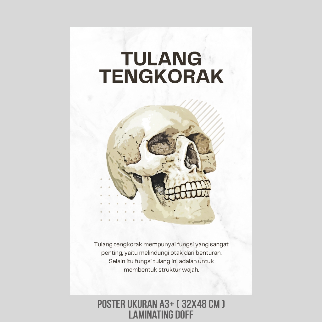 Jual Poster Anatomi Tulang Tengkorak | Shopee Indonesia