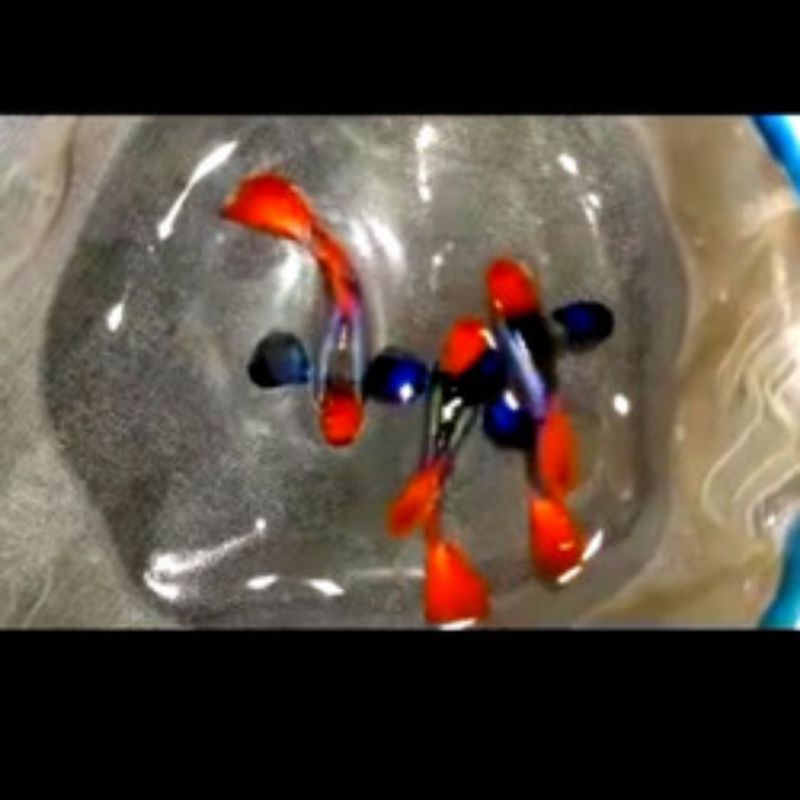 Jual Guppy prtde koi (platinum red tail koi ) | Shopee Indonesia