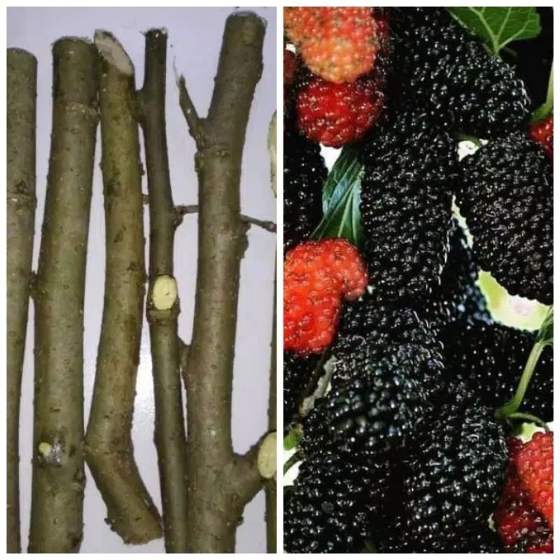 Jual stek murbei, fresh stek murbei, stek batang tanaman buah murbei ...