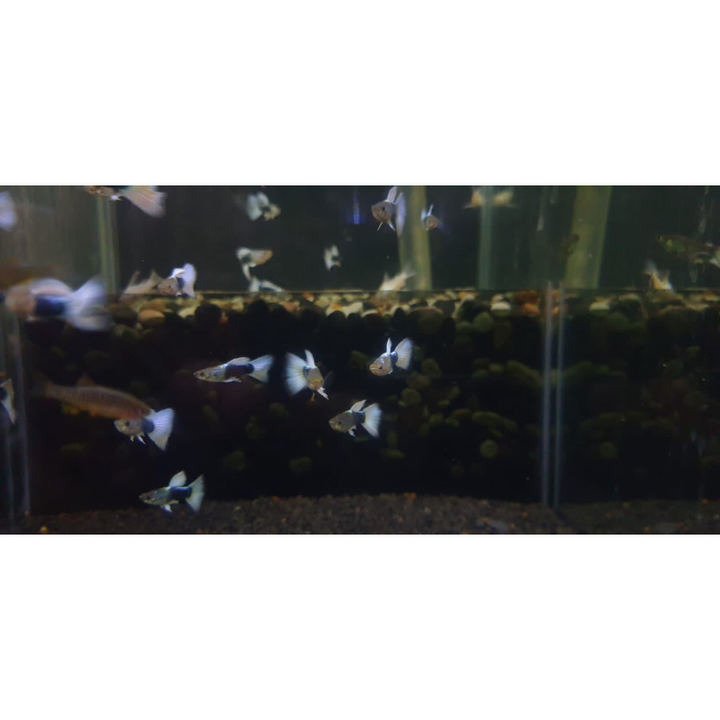 Jual Hb White / Gupy Hb white / gufi | Shopee Indonesia