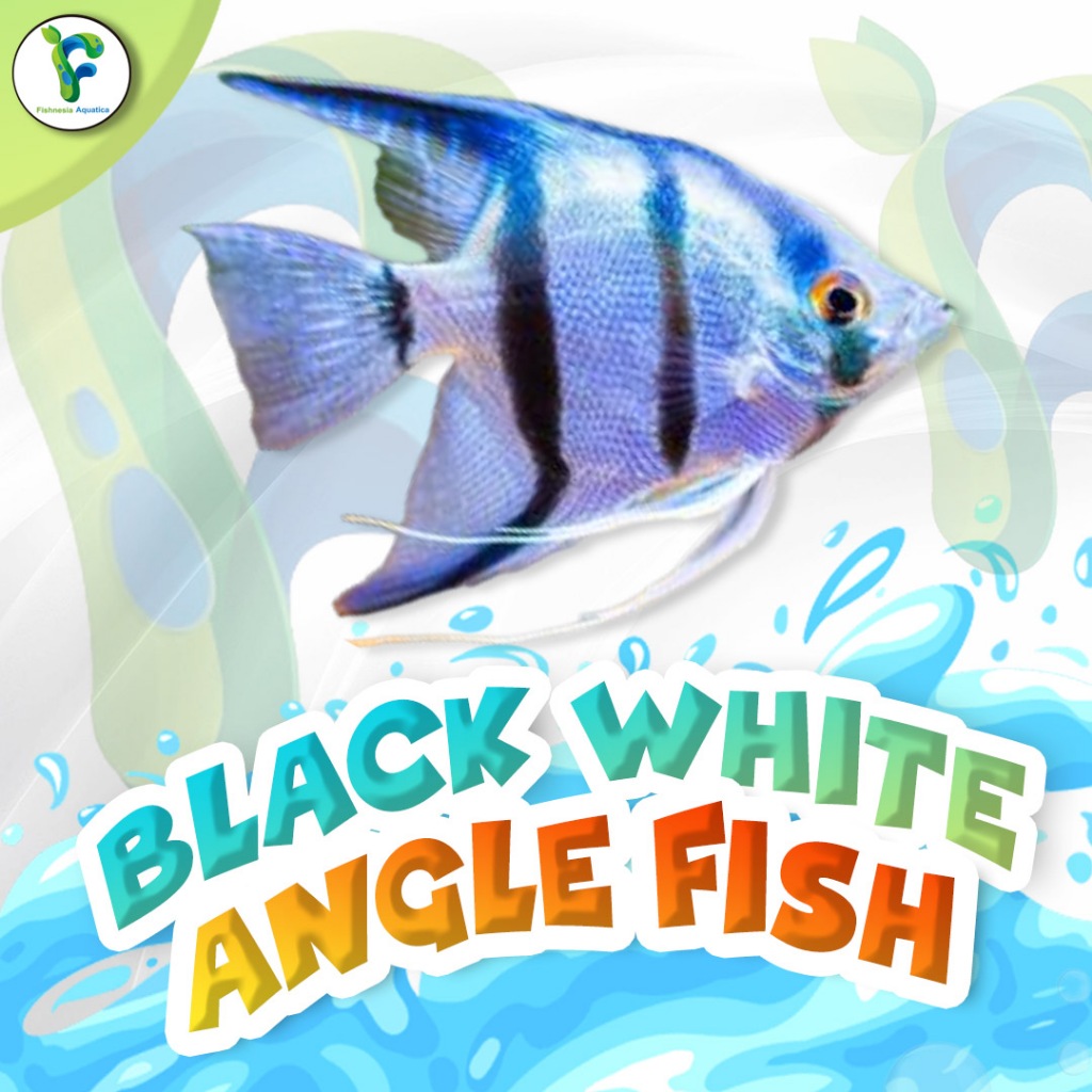 Jual Ikan Manfish Altum / Ikan Angelfish Altum / Ikan Anglefish Altum ...