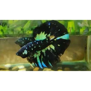 Jual halfmoon avatar Harga Terbaik & Termurah Agustus 2025 | Shopee ...