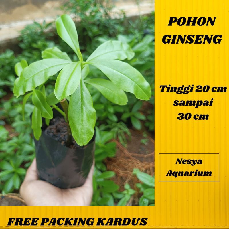 Jual Bibit pohon Ginseng Jawa, size 20 sampai 30 cm tanaman herbal ...