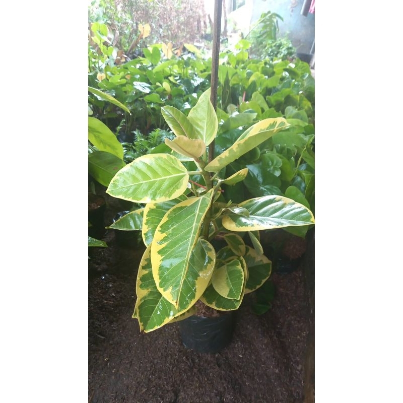 Jual tanaman hias ficus elastica golden variegata - karet kebo ...