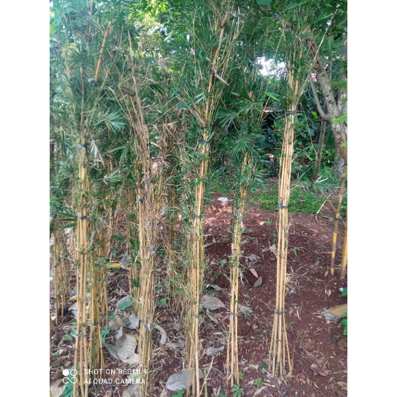 Jual Tanaman Hias Bambu Klisik Kuning / Pohon Hias Bambu Klisik Kuning ...