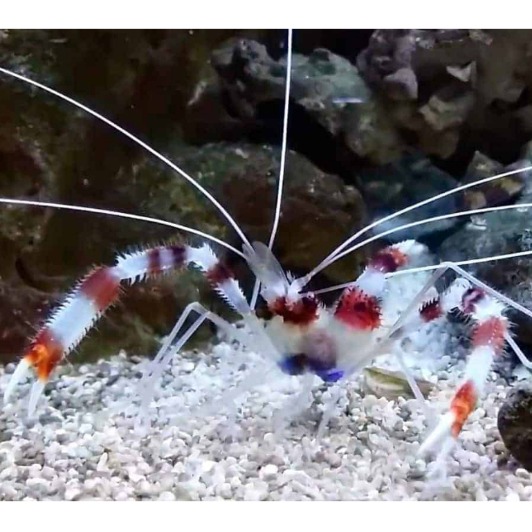 Jual Udang MP (Merah Putih) / Coral Banded Shrimp / Air Laut / Tankmate ...