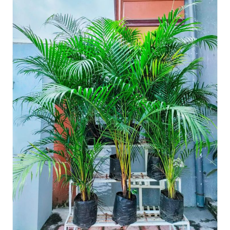 Jual tanaman palem kuning tinggi 150cm atau 1,5 meter palm areca ...