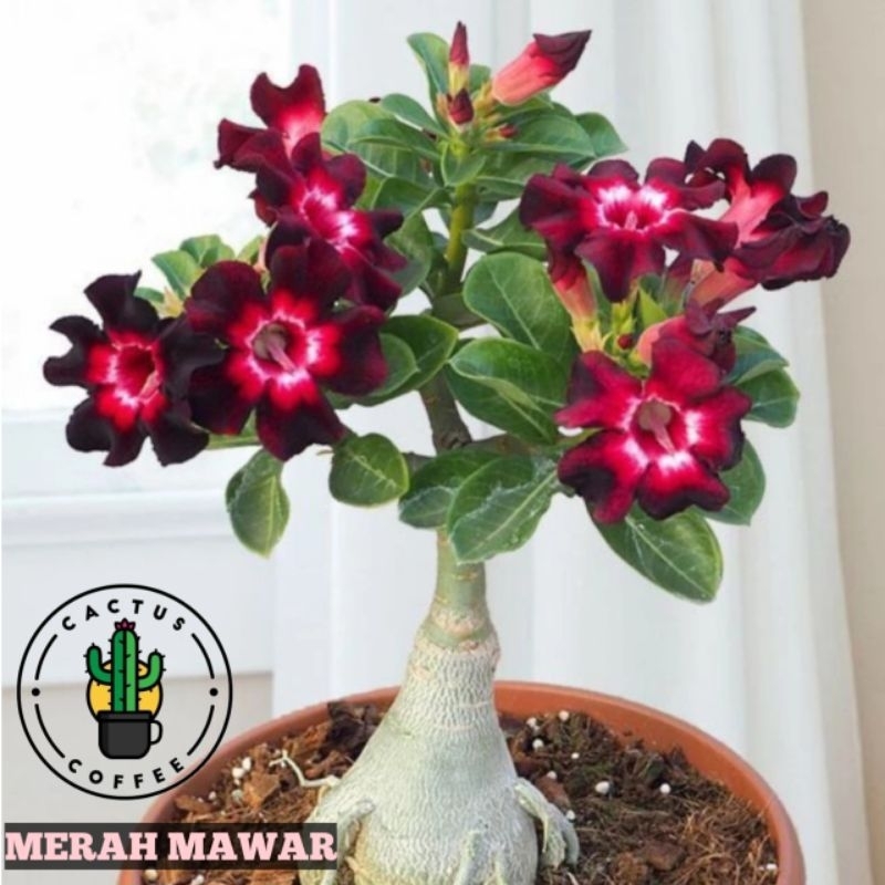 Jual ADENIUM KAMBOJA JEPANG BUNGA TUMPUK MERAH MAWAR | Shopee Indonesia