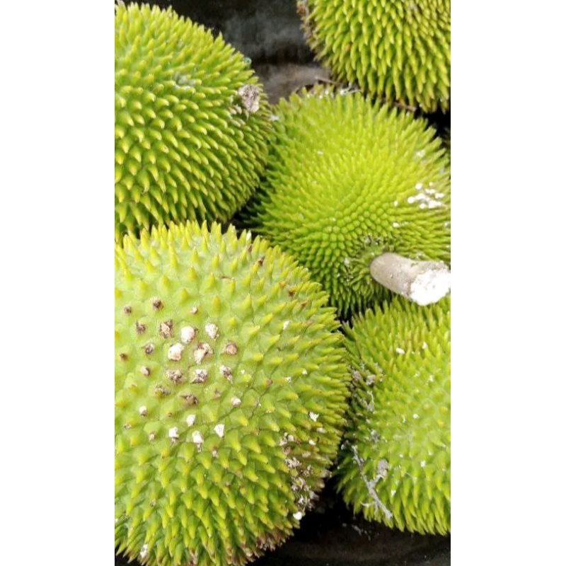 Jual kluwih/timbul sayuran sehat di komsumsi harga per/1kg murah meriah ...