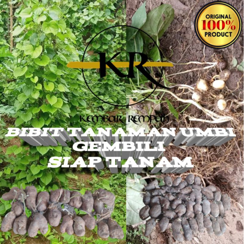 Jual BIBIT TANAMAN UMBI GEMBILI SIAP TANAM | Shopee Indonesia