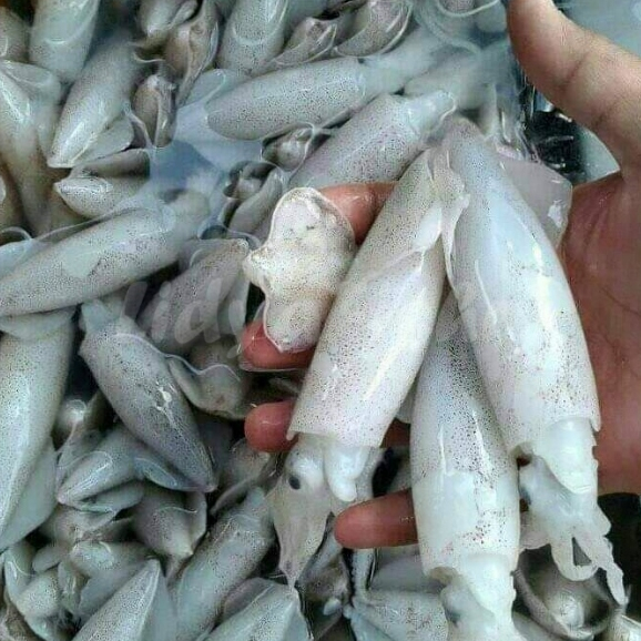 Jual Cumi Segar Cumi Zero 1Kg | Shopee Indonesia