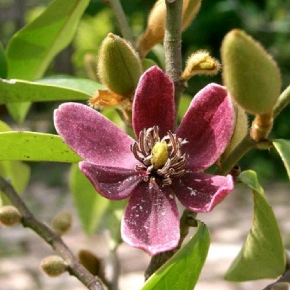 Jual Purple Magnolia figo / cempaka mulya ungu / cempoko mulyo / bibit ...