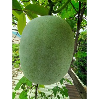 Jual Buah Kundur Bligo 1,7 kg - 2 kg Buah Bligo Winter Melon Segar Baru ...