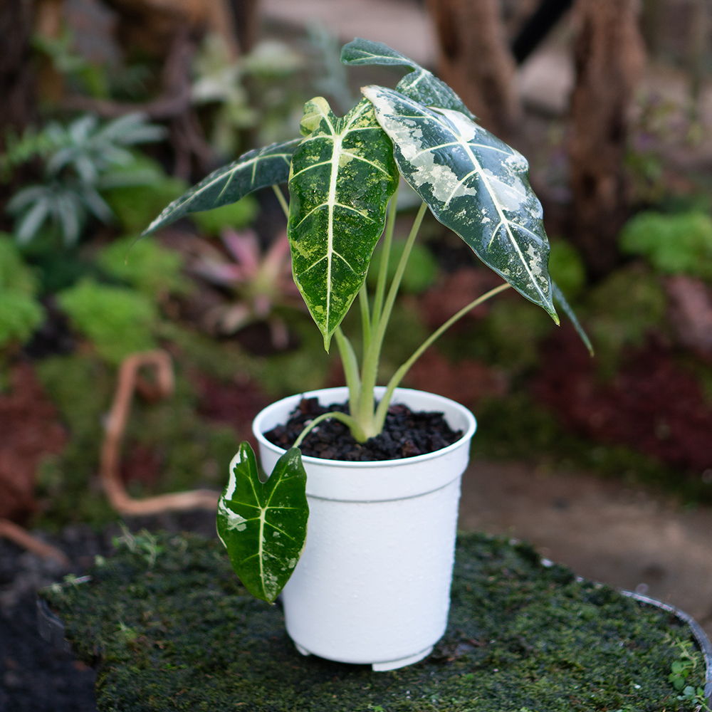 Jual ALOCASIA FRYDEX VARIGATED | Shopee Indonesia
