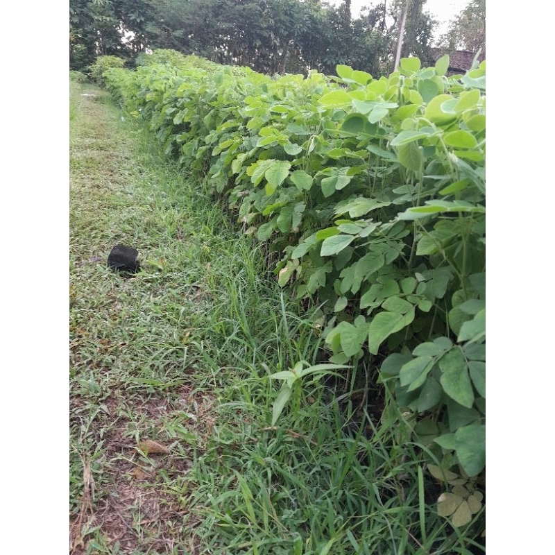Jual bibit trembesi tinggi 60cm-70cm | Shopee Indonesia