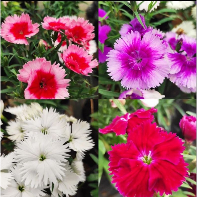 Jual Paket Edible Flower Dianthus/Anyelir Mix Colors | Shopee Indonesia