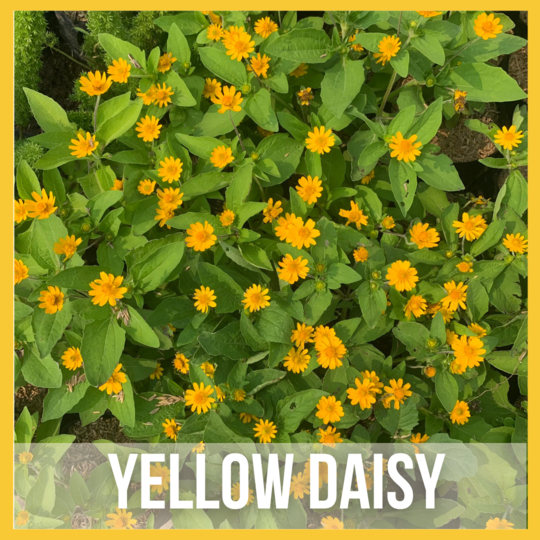 Jual Bunga Matahari Mini Yellow Daisy Tanaman Hias Seribu Bintang Bunga ...