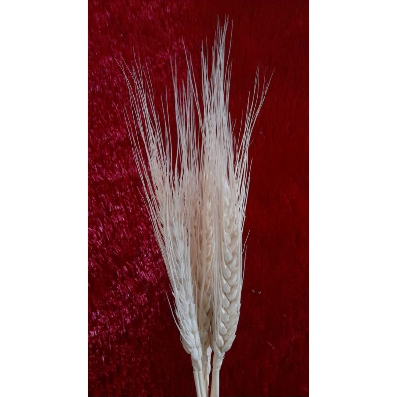 Jual Bunga Gandum Putih//Natural/Dekorasi | Shopee Indonesia
