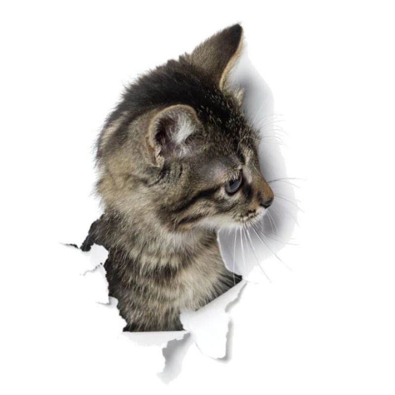 Jual STIKER KUCING ANTI AIR DAN MATAHARI BAHAN QUANTAC | Shopee Indonesia