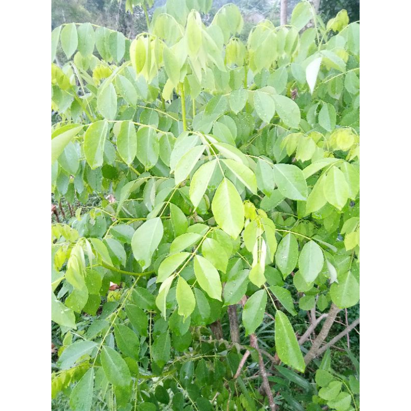 Jual Bibit setek pohon gamal 1kg | Shopee Indonesia