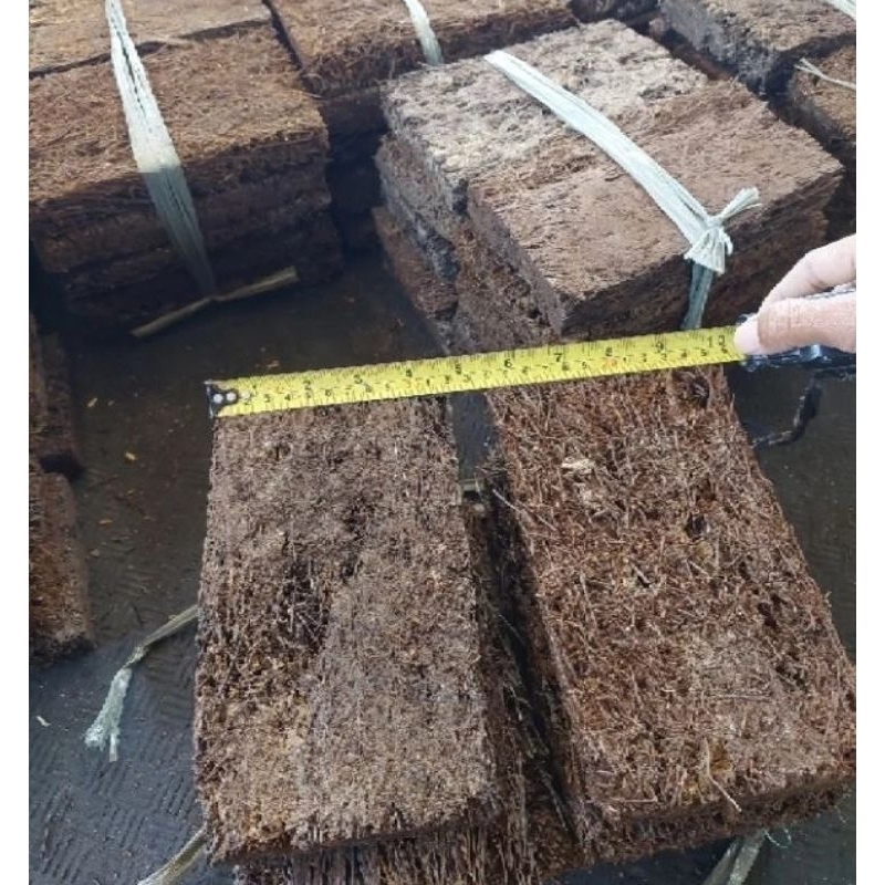 Jual Media Tanam | Pakis Lempeng | Pakis Lempeng Media Tanam | Pakis ...