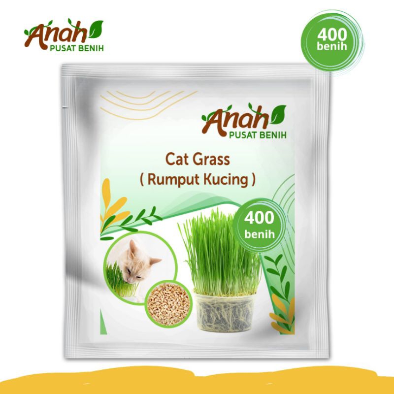 Jual Benih cat grass 400 benih / benih rumput kucing / wheatgrass ...