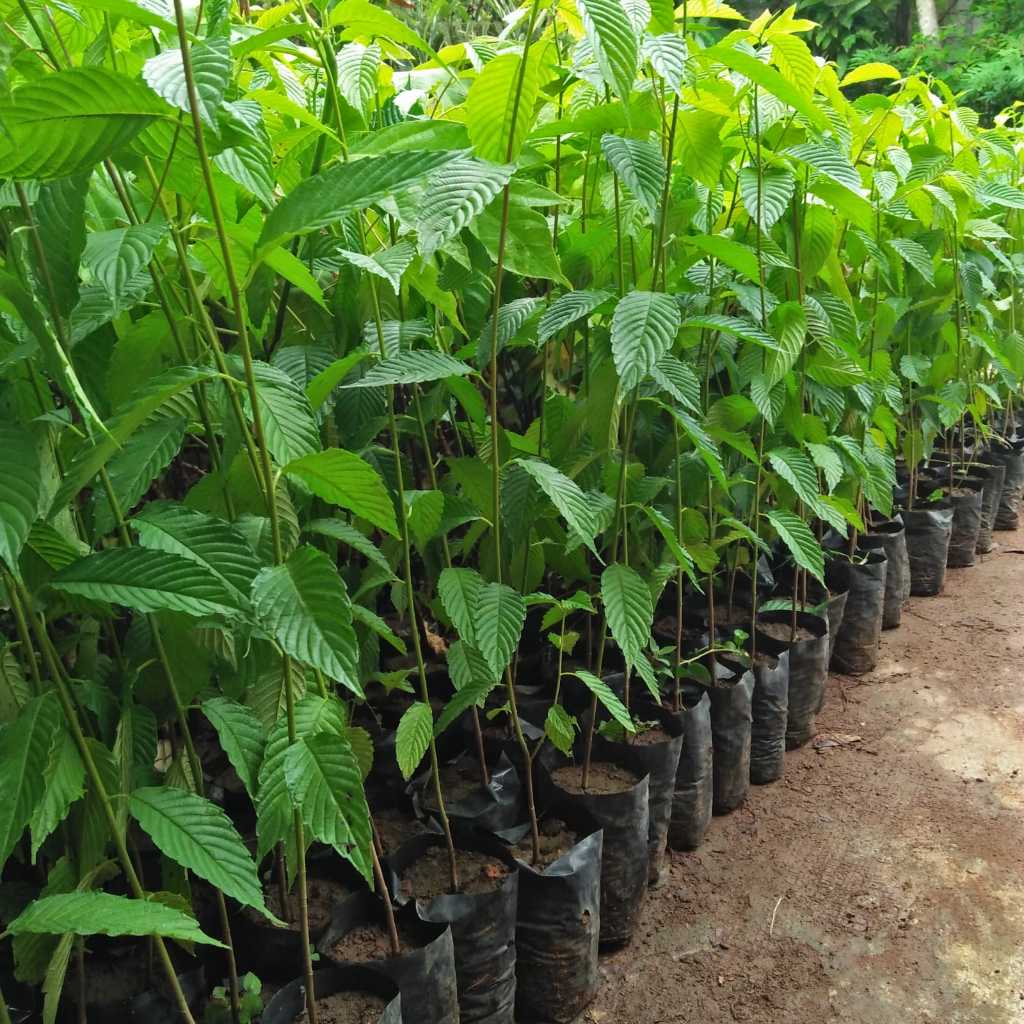 Jual Bibit Tanaman Kayu Afrika - Cepat Panen - Banyak manfaat | Shopee ...