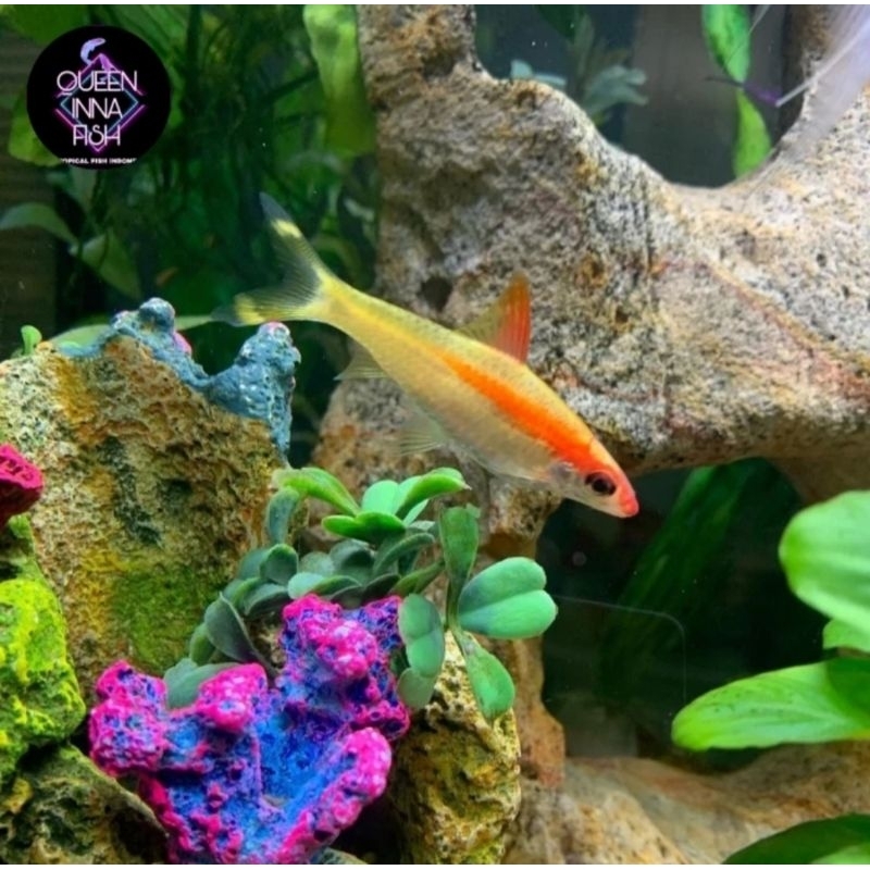 Jual Golden Denisoni | Puntius Denisonii Golden | Gold Roseline Barb ...