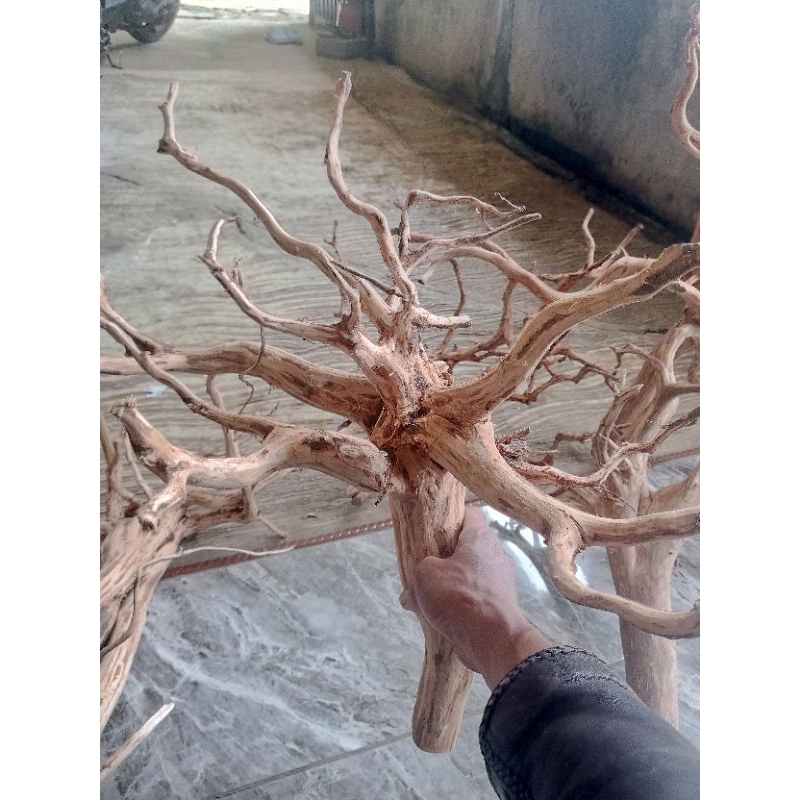 Jual Akar Rasamala Size XXL Aquascape Aquarium | Shopee Indonesia