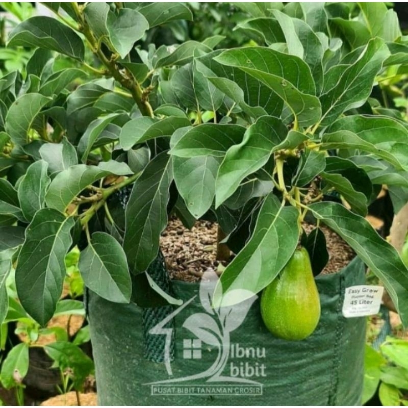Jual Bibit buah ALPUKAT ALIGATOR cepat berbuah | Shopee Indonesia