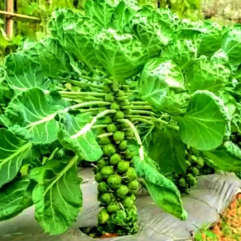 Jual 5 Butir Biji/Benih/ BRUSSELS/KUBIS MINI/Brusels Kol mini | Shopee ...