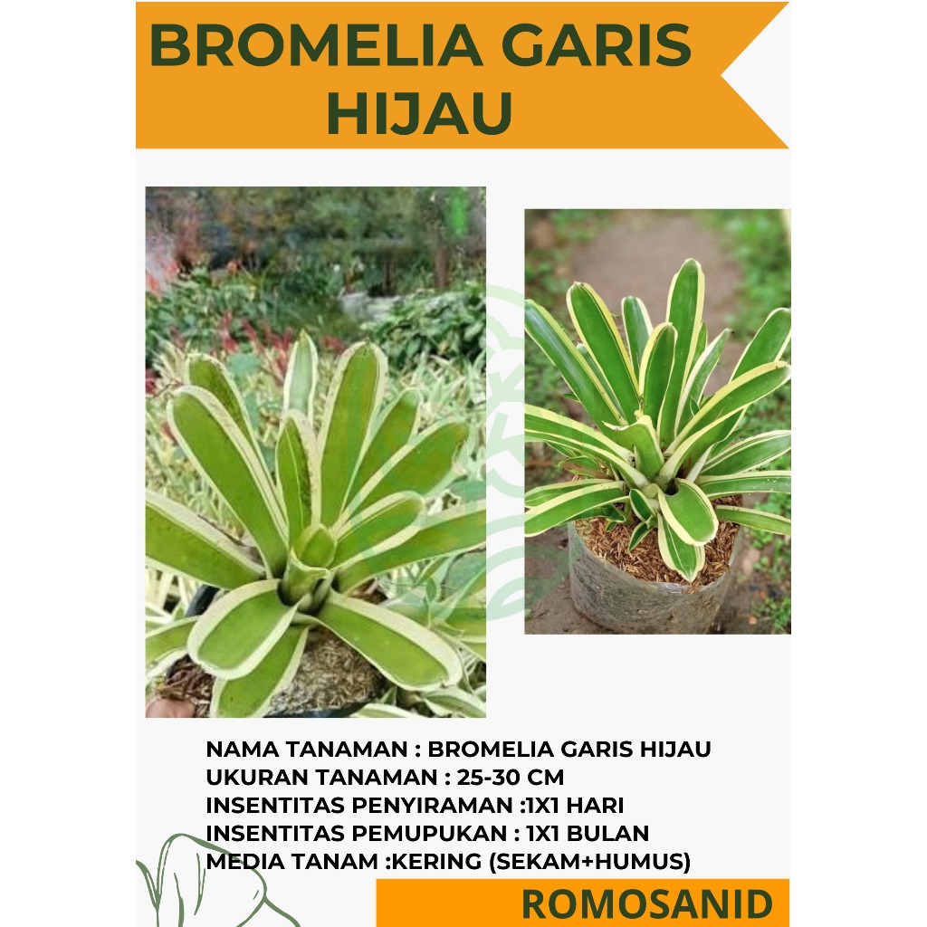 Jual TANAMAN HIAS/BUNGA HIAS/BROMELIA HIJAU GARIS PUTIH/BROMOLIA pohon ...